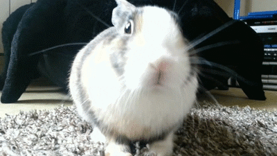 Bunny Rabbit GIF - Find & Share on GIPHY