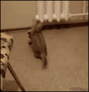 Cat Hopping GIF - Find & Share on GIPHY
