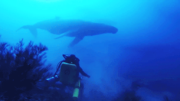 Deep Sea GIF - Find & Share on GIPHY