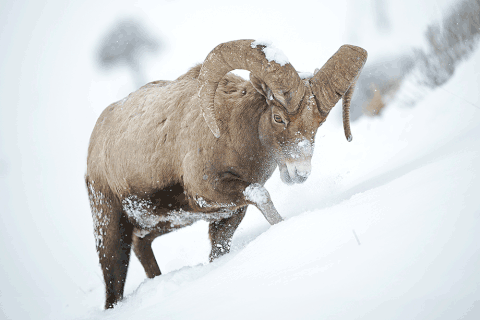 Ram GIFs - Find & Share on GIPHY