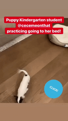 Puppies Sftd GIF by SchoolForTheDogs - Find & Share on GIPHY