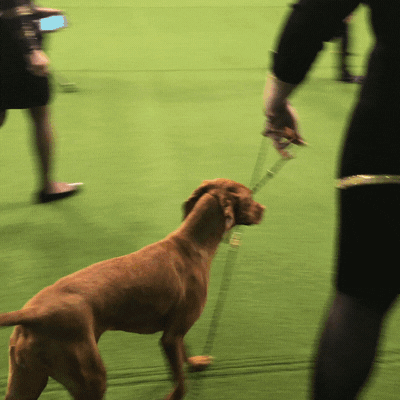 Dog Show GIF by Westminster Kennel Club - Find & Share on GIPHY