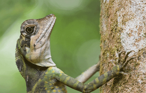 Lizard GIF - Find & Share on GIPHY