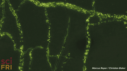 Fungi Fungus GIF - Find & Share on GIPHY