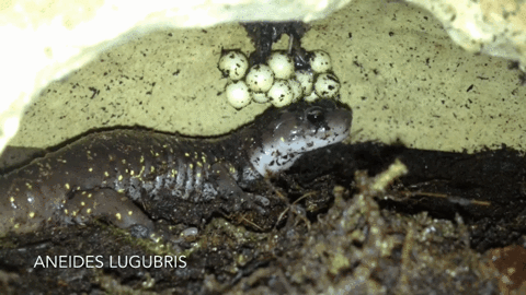 Amphibian GIF - Find & Share on GIPHY