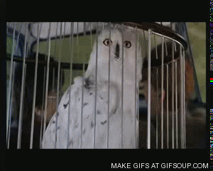 Hedwig GIF - Find & Share on GIPHY