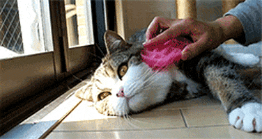 Cat Relaxing GIF - Find & Share on GIPHY