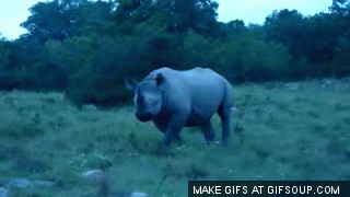 Rhino Charging Gif