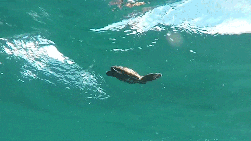 Loggerhead Turtle GIFs - Find & Share on GIPHY