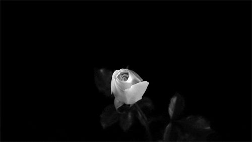 Black And White GIF - Find & Share on GIPHY