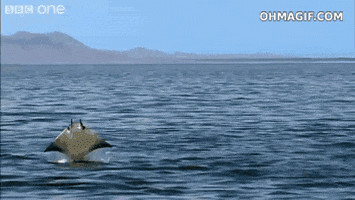 Animated GIF - Find & Share on GIPHY