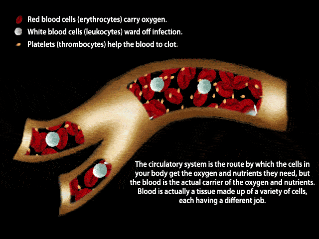 Blood GIFs - Find & Share on GIPHY