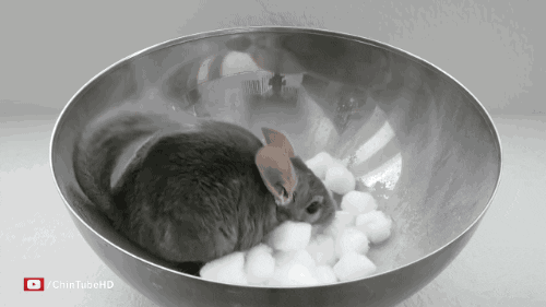 Chinchilla GIF - Find & Share on GIPHY