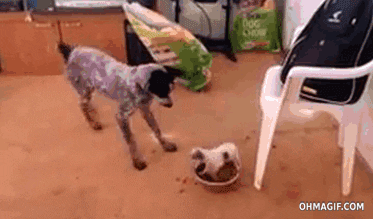 Dog Fight GIF - Find & Share on GIPHY