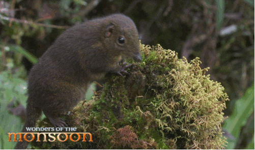 Pitcher Plant GIFs - Get the best GIF on GIPHY