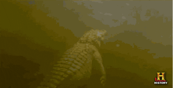 Crocodile Swimmin GIF by Swamp People - Find & Share on GIPHY