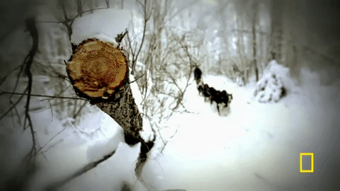 Life Below Zero GIF by National Geographic Channel - Find & Share on GIPHY