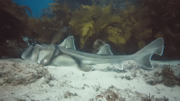 Alveoli GIFs on Giphy