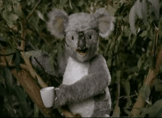 Koala GIFs - Find & Share on GIPHY