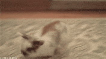 Rabbit Running GIF - Find & Share on GIPHY
