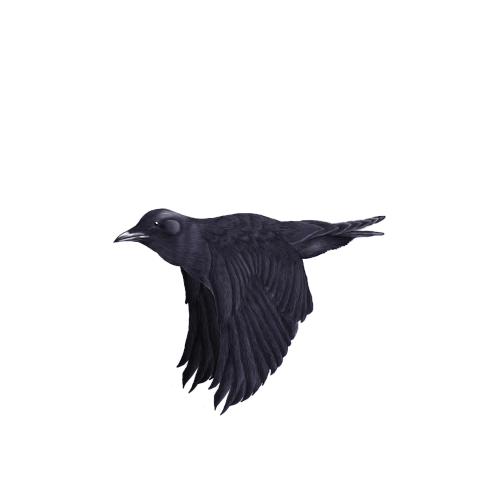 Crow GIF - Find & Share on GIPHY