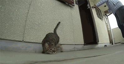 Cat Rolling GIF by Cheezburger - Find & Share on GIPHY