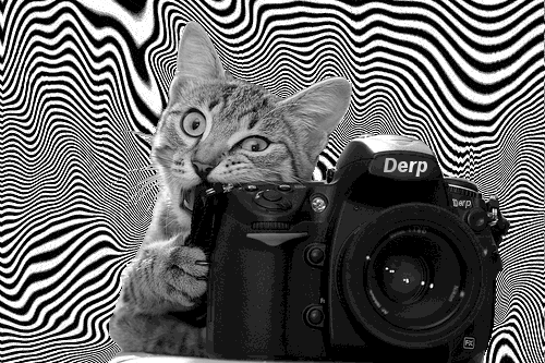 Cat Camera GIF - Find & Share on GIPHY