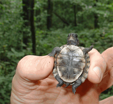 Turtle GIF - Find & Share on GIPHY