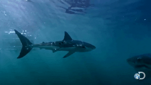 Shark Week Swimming GIF by Discovery Europe - Find & Share on GIPHY