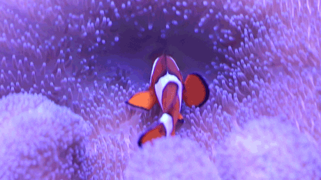 Clown Fish Anemone GIFs - Find & Share on GIPHY