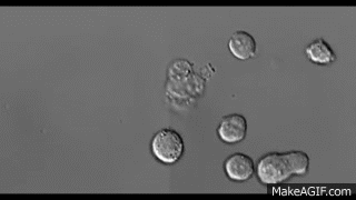 Microscopy GIF - Find & Share on GIPHY