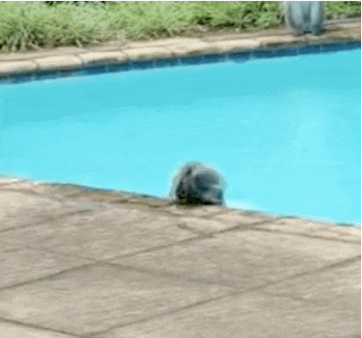 Pool GIFs - Find & Share on GIPHY