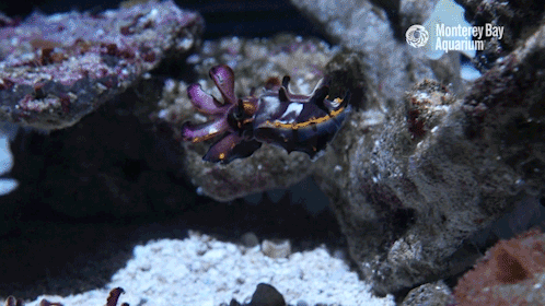 Flamboyant Cuttlefish Swimming GIF by Monterey Bay Aquarium - Find ...