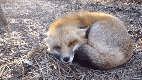 Fox GIF - Find & Share on GIPHY