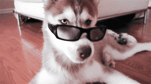 Perro GIF - Find & Share on GIPHY