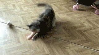 Cat Teamwork GIF - Find & Share on GIPHY