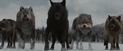 Black Wolf GIFs - Find & Share on GIPHY