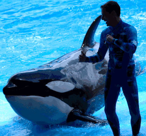 Orca GIFs - Find & Share on GIPHY