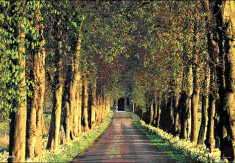 Trees GIFs - Find & Share on GIPHY