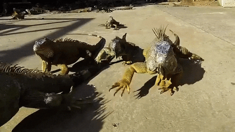 Iguanas GIF - Find & Share on GIPHY
