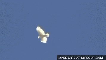 Hawk GIF - Find & Share on GIPHY