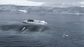 Seal Hunting GIF - Find & Share on GIPHY