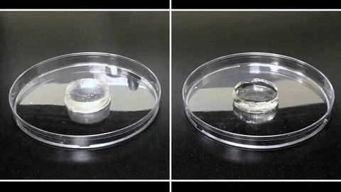 Polymer Hydrogel GIF by MIT - Find & Share on GIPHY