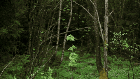 Growing Tree Gif