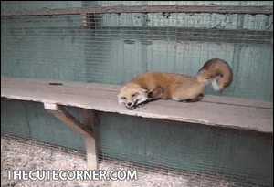 Fox Cute Animals GIF - Find & Share on GIPHY
