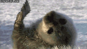 Seals GIF by Cheezburger - Find & Share on GIPHY