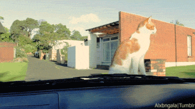 On The Roof GIFs - Find & Share on GIPHY