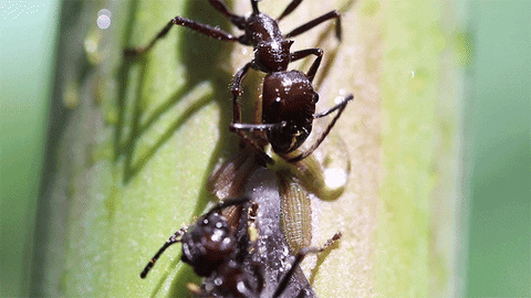 Ants GIF - Find & Share on GIPHY