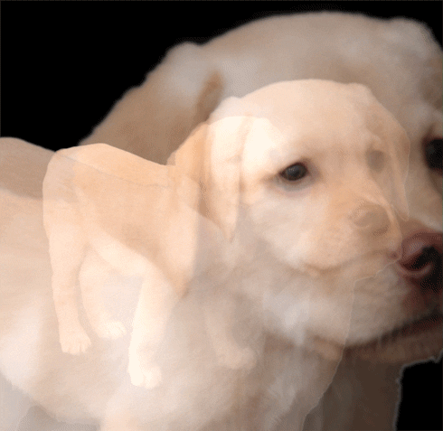 Labrador GIFs - Find & Share on GIPHY