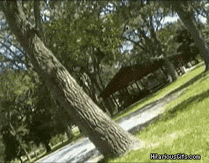 Tree Flip GIF - Find & Share on GIPHY